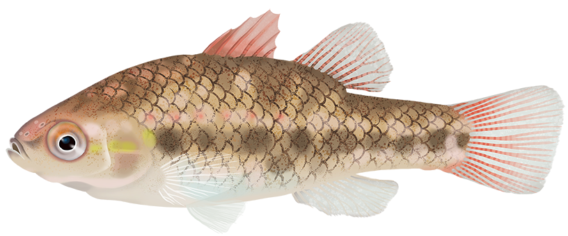 Little Pygmy Perch - Nannoperca pygmaea | MarineWise