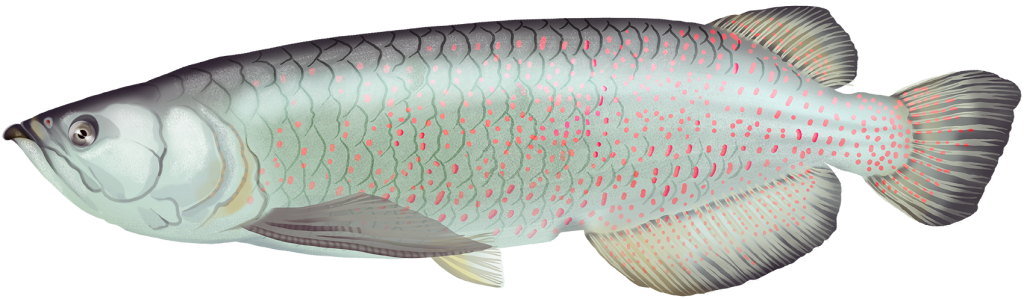Southern Saratoga - Scleropages leichardti | MarineWise