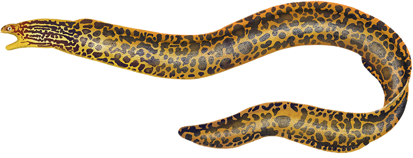 Freshwater Moray - Gymnothorax polyuranodon | MarineWise