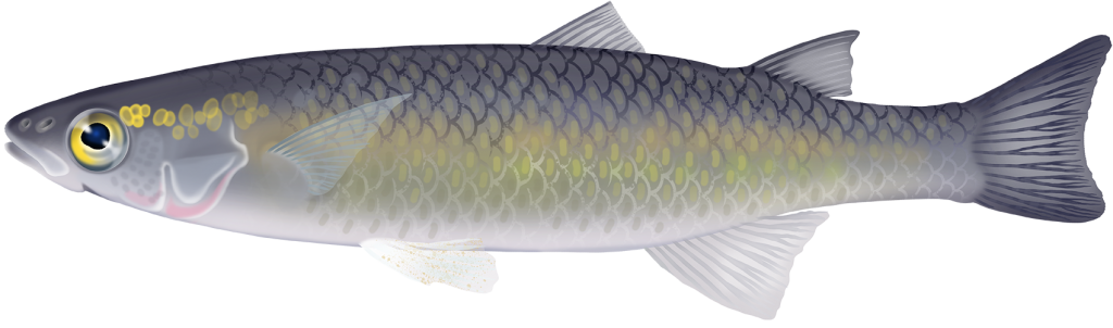 Pinkeye Mullet - Trachystoma petardi | MarineWise