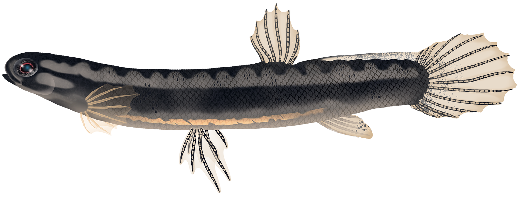 Salamanderfish - Lepidogalaxias salamandroides | MarineWise