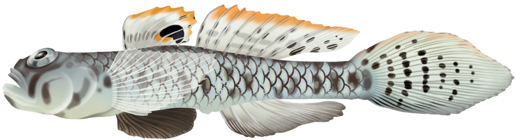 Dwarf Goby - Glossogobius nanus | MarineWise