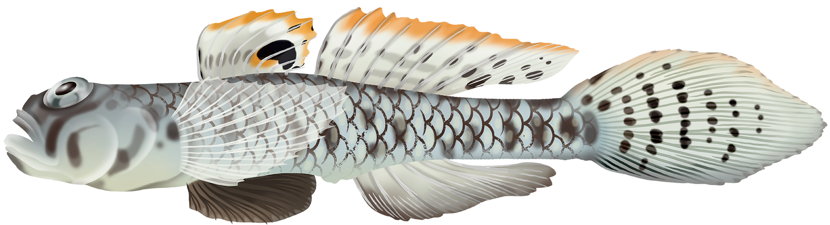 Dwarf Goby - Glossogobius nanus | MarineWise