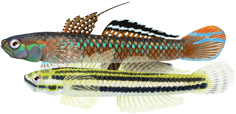 Golden-red Stiphodon - Stiphodon rutilaureus | MarineWise