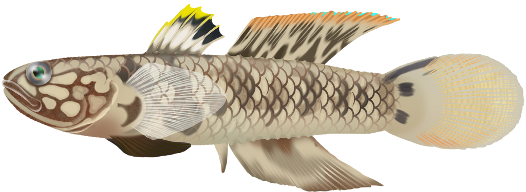Freshwater Mangrove Goby - Mugilogobius notospilus | MarineWise