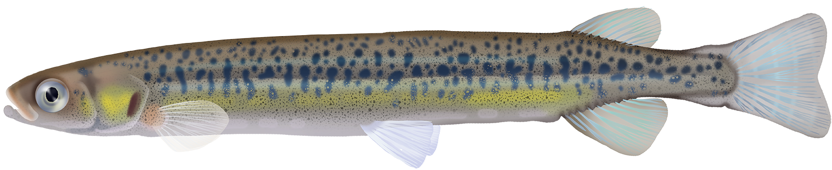 Common Galaxias - Galaxias maculatus | MarineWise