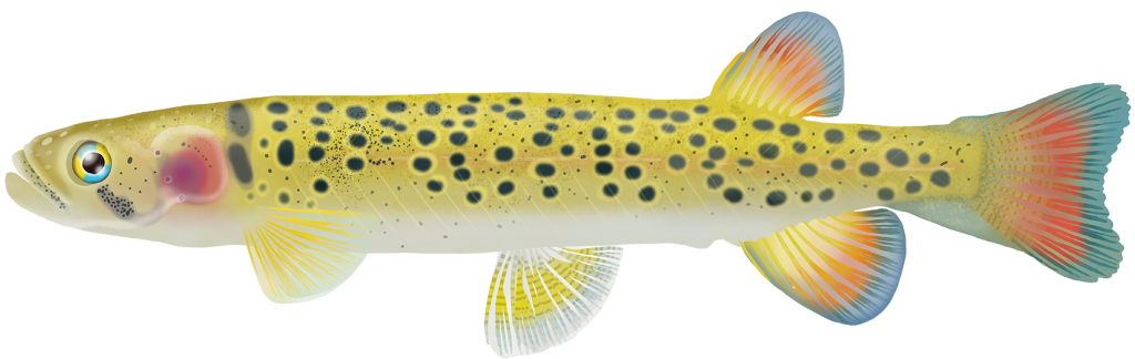 Spotted Galaxias - Galaxias truttaceus | MarineWise