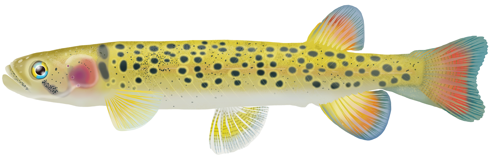 Spotted Galaxias - Galaxias truttaceus | MarineWise