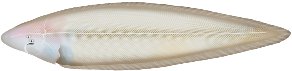 Freshwater Tongue Sole - Cynoglossus heterolepis | MarineWise