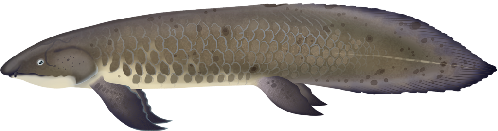 Australian Lungfish - Neoceratodus forsteri | MarineWise
