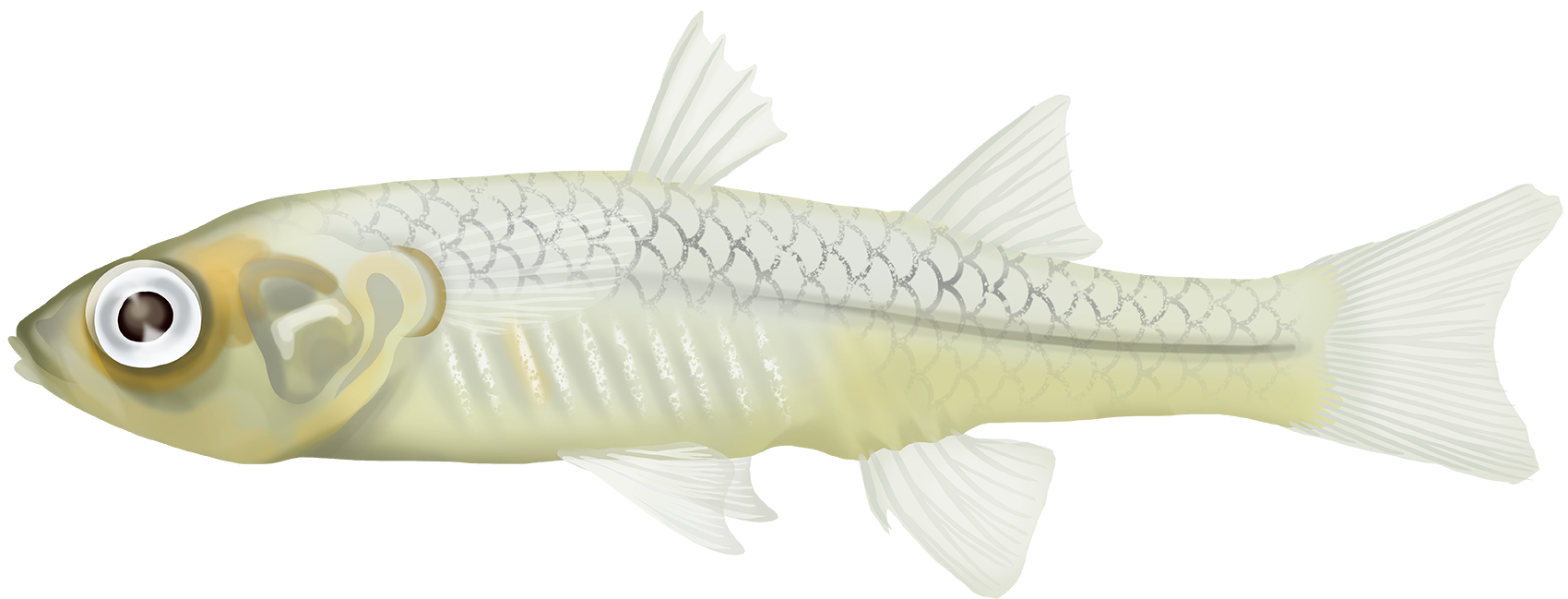 Marjorie's Hardyhead - Craterocephalus marjoriae | MarineWise