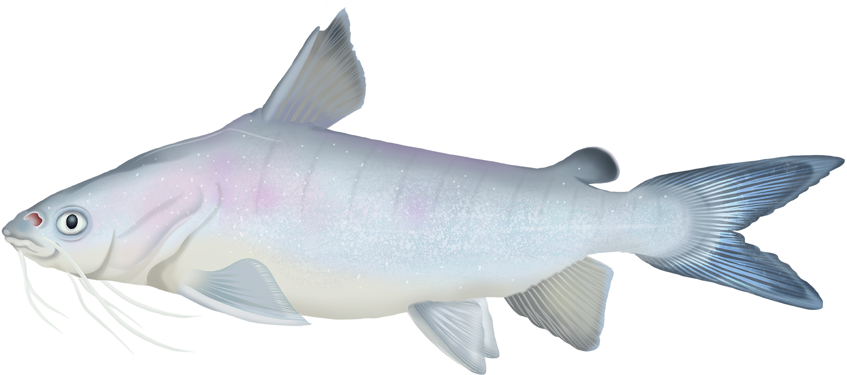 Boofhead Catfish - Neoarius leptaspis | MarineWise