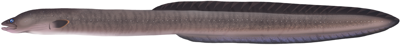 Pacific Shortfin Eel - Anguilla obscura | MarineWise