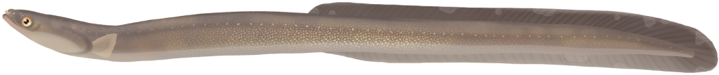 Southern Shortfin Eel - Anguilla australis | MarineWise