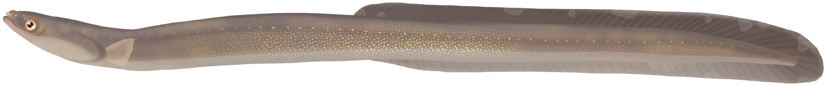 Southern Shortfin Eel - Anguilla australis | MarineWise