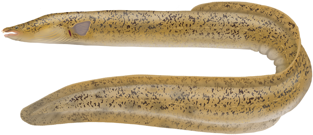 Longfin Eel - Anguilla reinhardtii | MarineWise