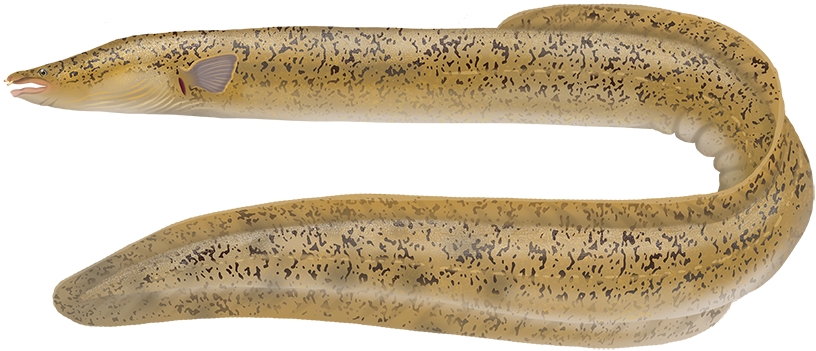 Longfin Eel - Anguilla reinhardtii | MarineWise