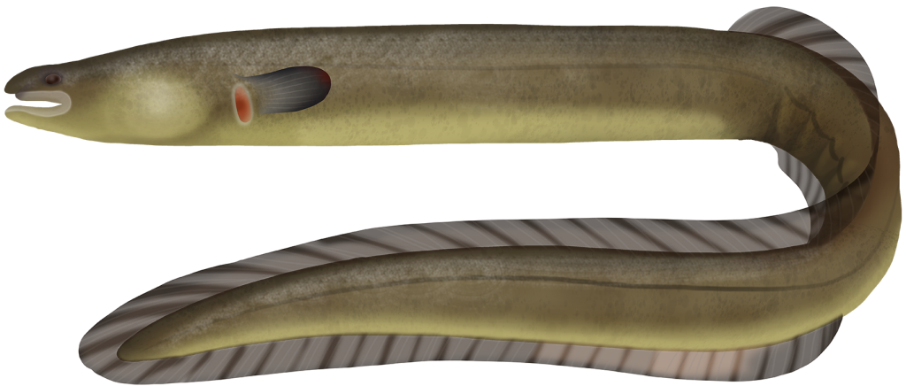 Indonesian Shortfin Eel - Anguilla bicolor | MarineWise