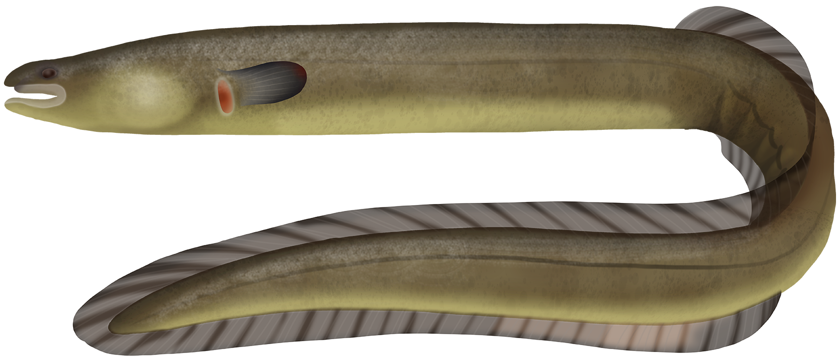 Indonesian Shortfin Eel - Anguilla bicolor | MarineWise