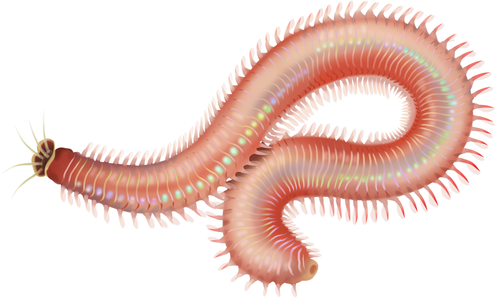 Blood Worm - Marphysa mullawa | Marinewise