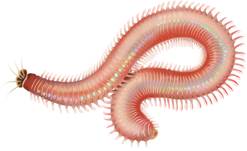 Blood Worm - Marphysa mullawa | Marinewise