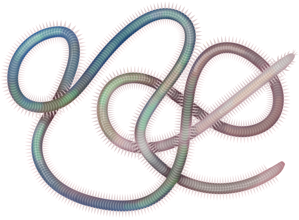 Giant Beach Worm - Australonuphis parateres | Marinewise