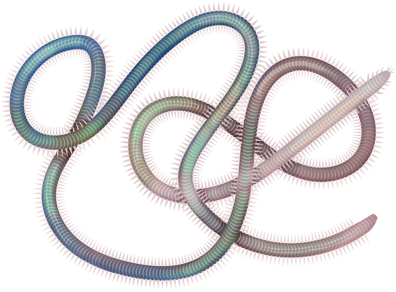 Giant Beach Worm - Australonuphis parateres | Marinewise