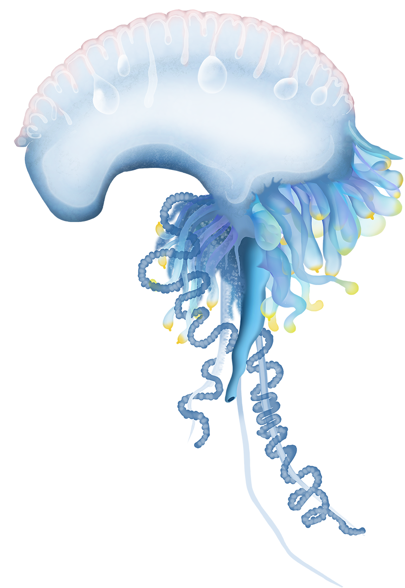 Portuguese Man O' War - Physalia physalis | Marinewise