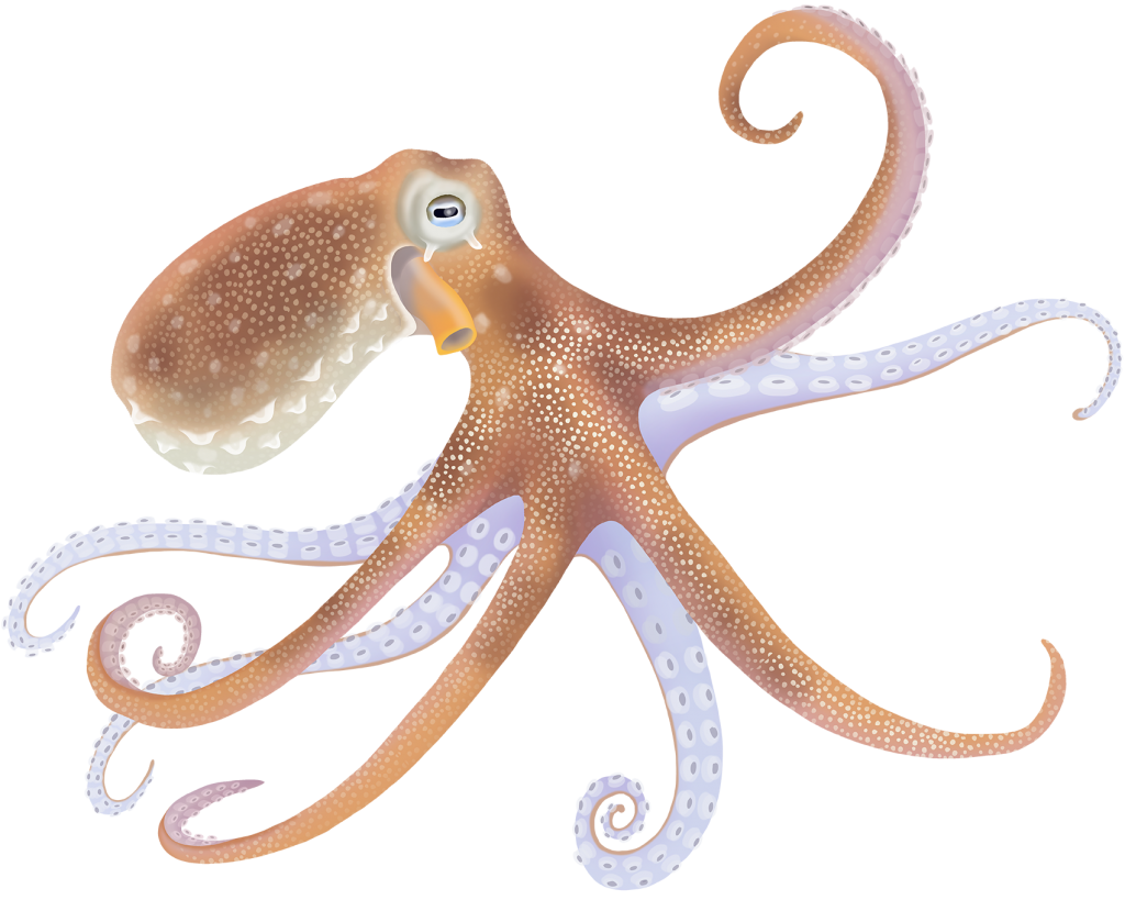 Common Octopus - Octopus vulgaris | Marinewise