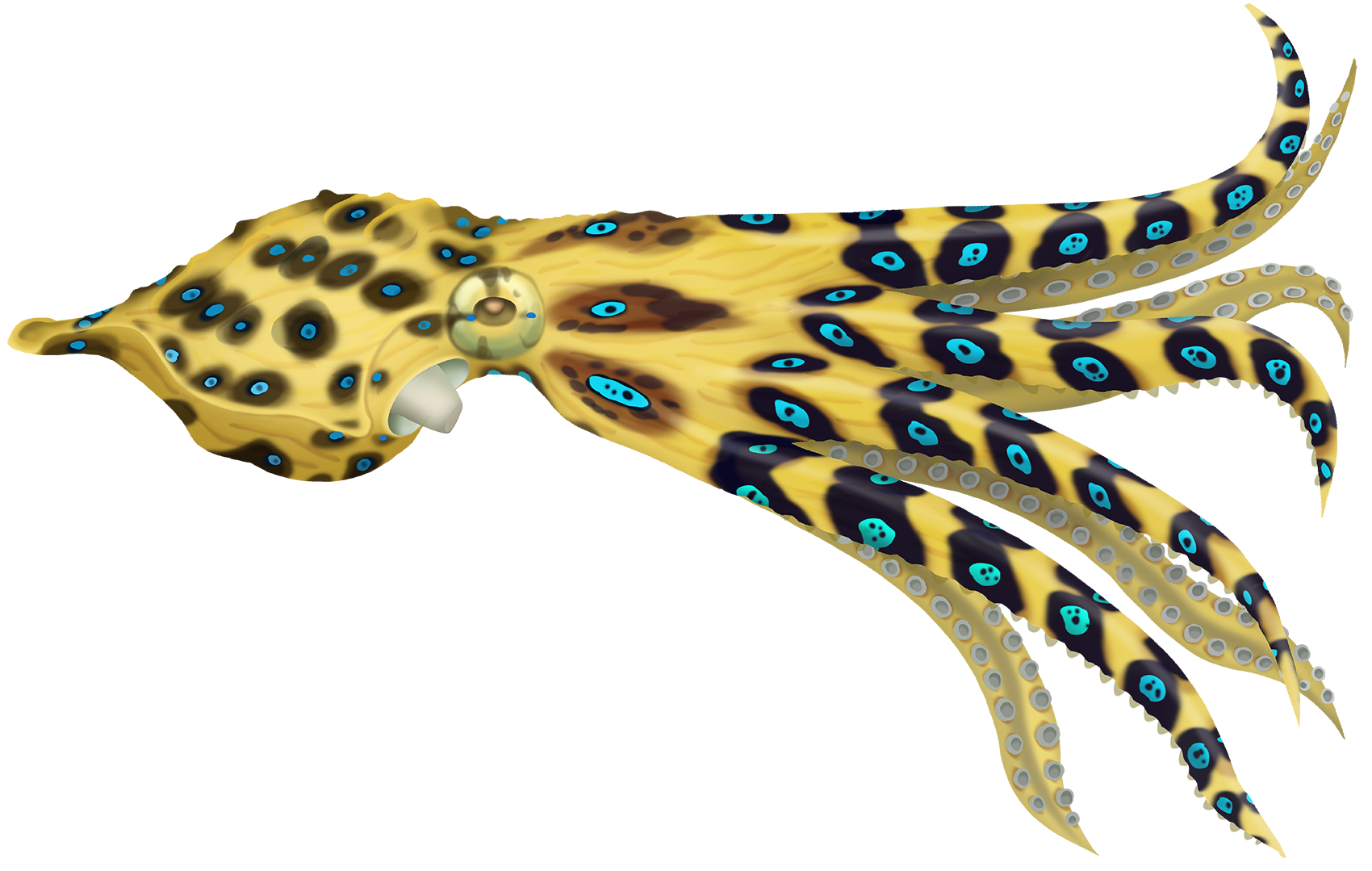 Southern Blue Ringed Octopus - Hapalochlaena maculosa | Marinewise