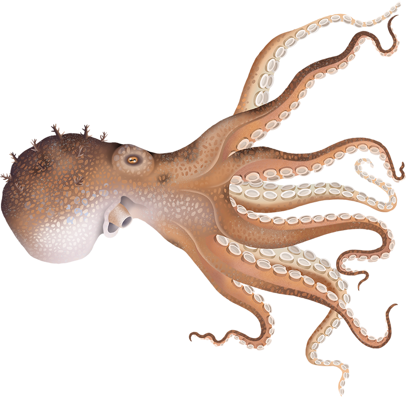 Pale Octopus - Octopus pallidus | Marinewise