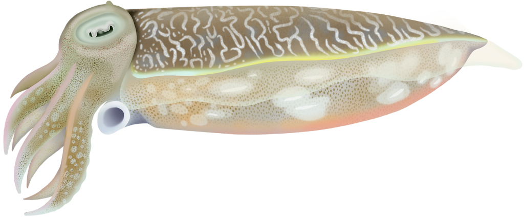 Mourning Cuttlefish - Sepia plangon | Marinewise