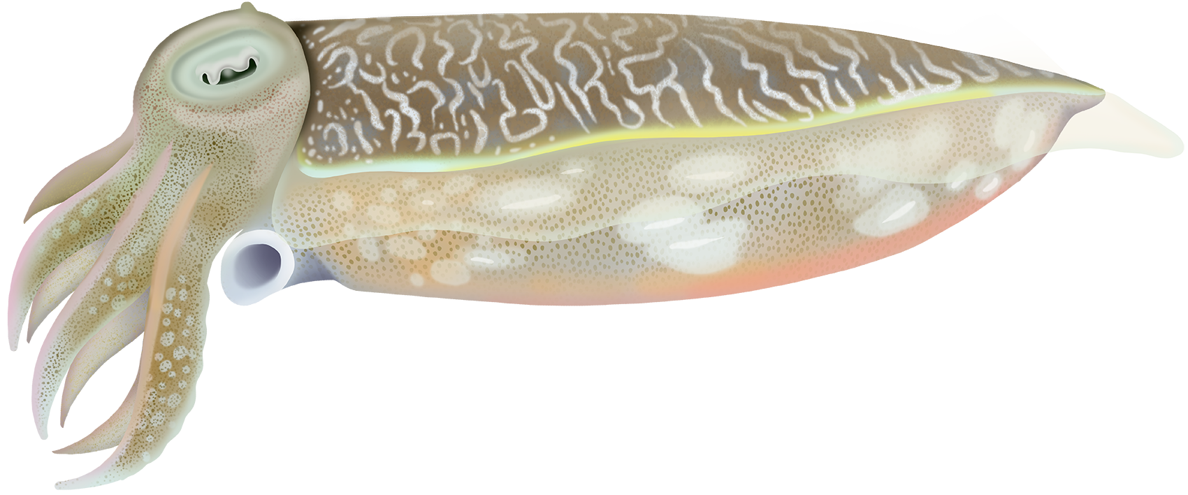 Mourning Cuttlefish - Sepia plangon | Marinewise