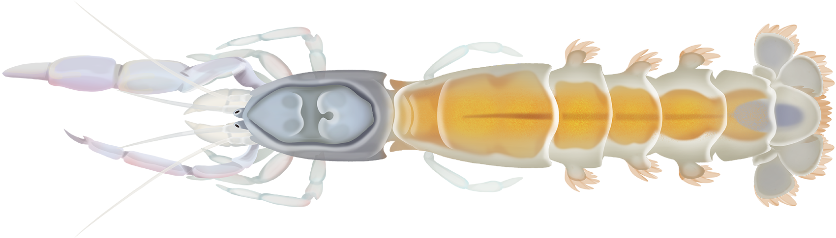 Ghost Nipper - Trypaea australiensis | Marinewise