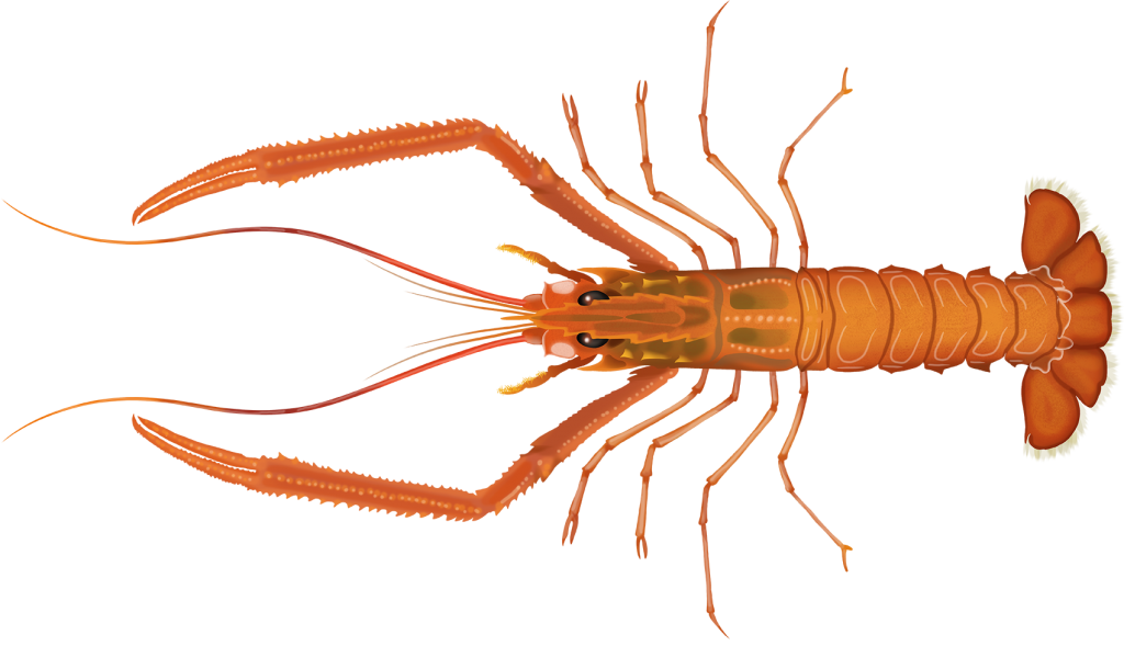 Scampi - Metanephrops velutinus | Marinewise