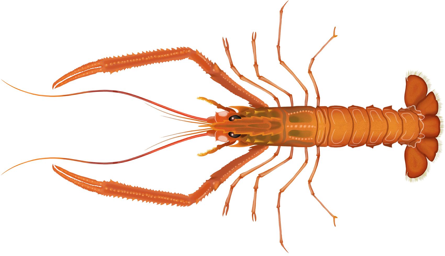 Scampi - Metanephrops velutinus | Marinewise
