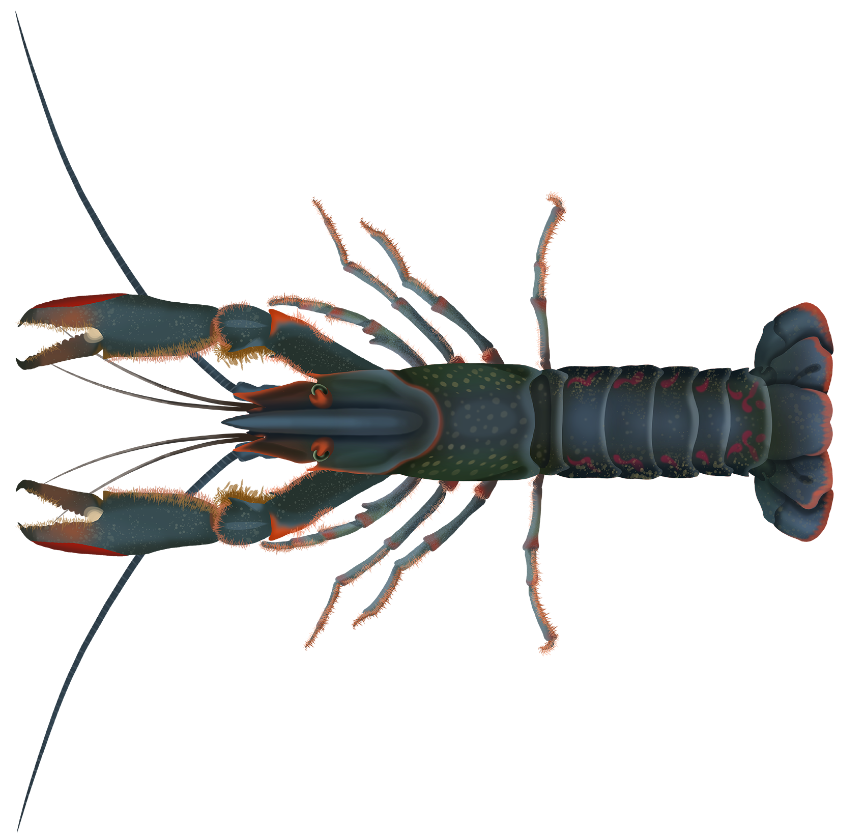 Australian Red Claw Crayfish - Cherax quadricarinatus | Marinewise