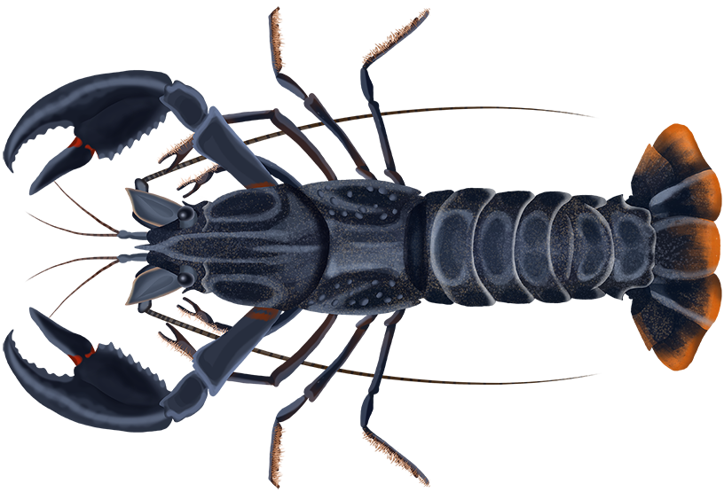 Smooth Marron - Cherax cainii | Marinewise