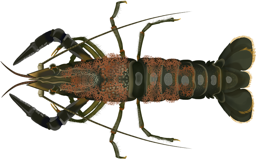 Hairy Marron - Cherax tenuimanus | Marinewise