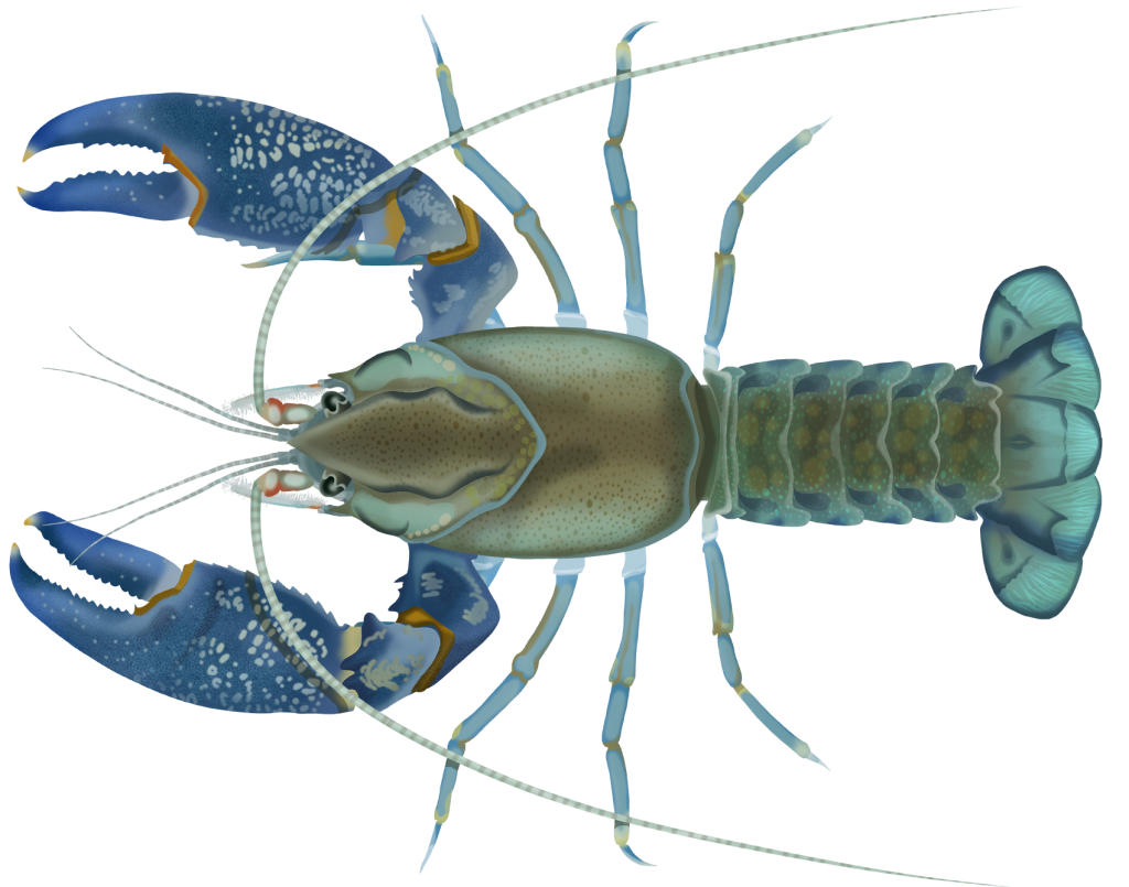 Common Yabby - Cherax destructor | Marinewise