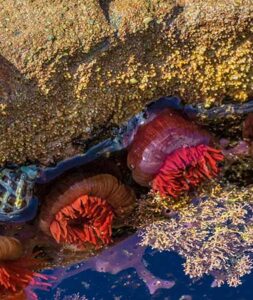 Rock pool environments - MarineWise