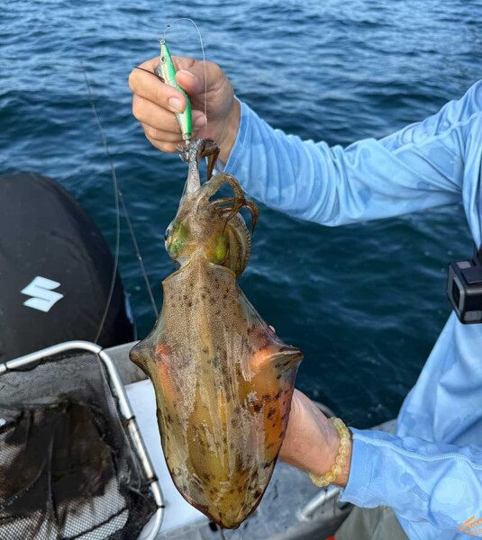 How to catch squid - Marinewise