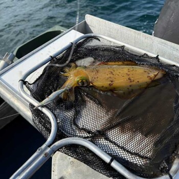 How to catch squid - Marinewise