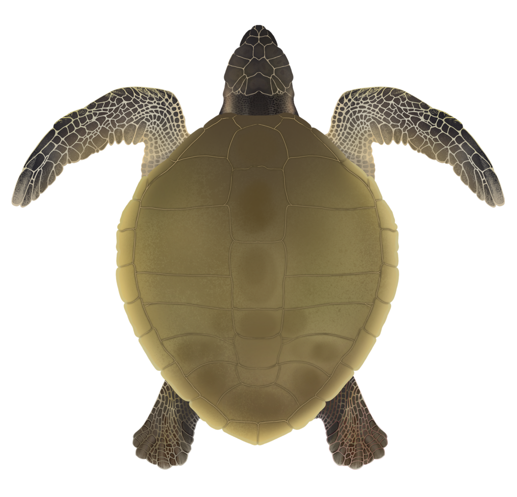 Olive Ridley Turtle - Lepidochelys olivacea | Marinewise