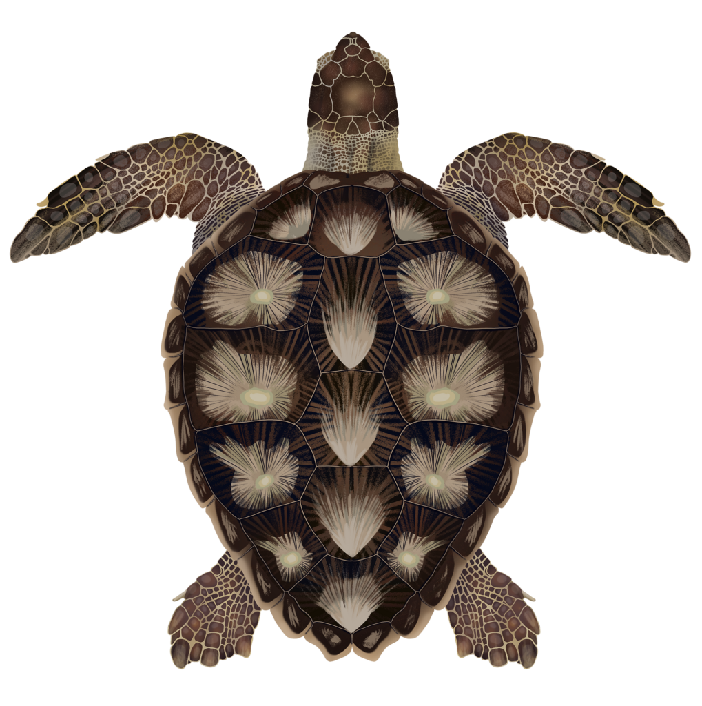 Loggerhead Turtle - Caretta caretta | Marinewise