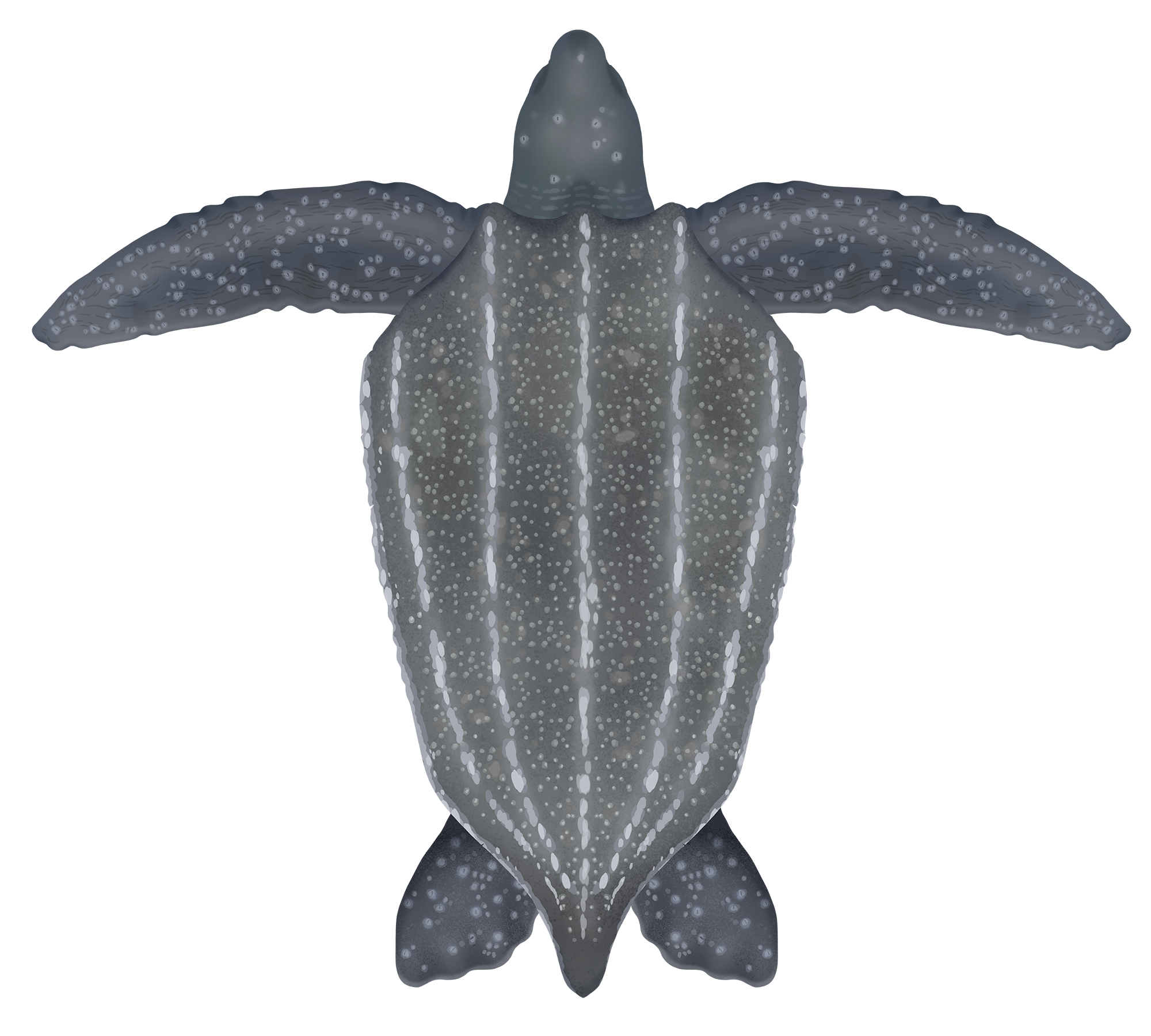 Leatherback Turtle - Dermochelys coriacea | Marinewise