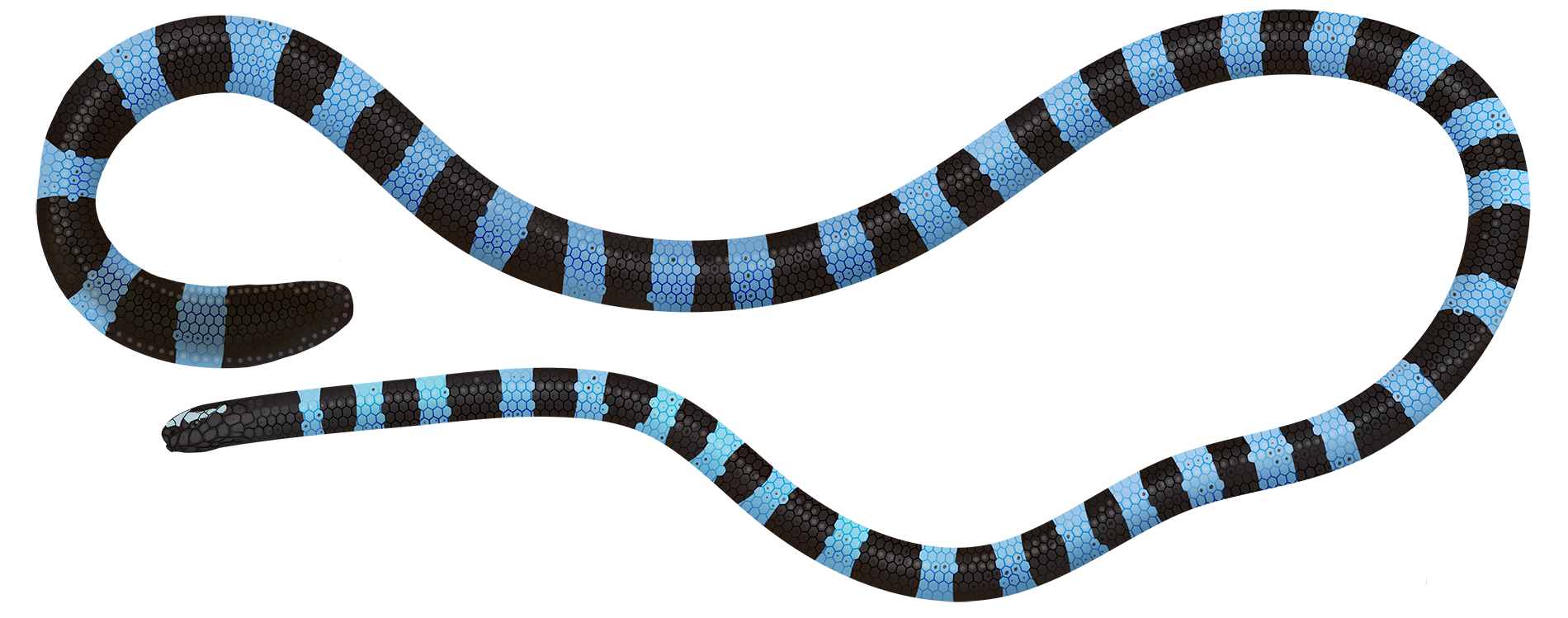 Blue-lipped Sea Krait - Laticauda laticaudata | Marinewise