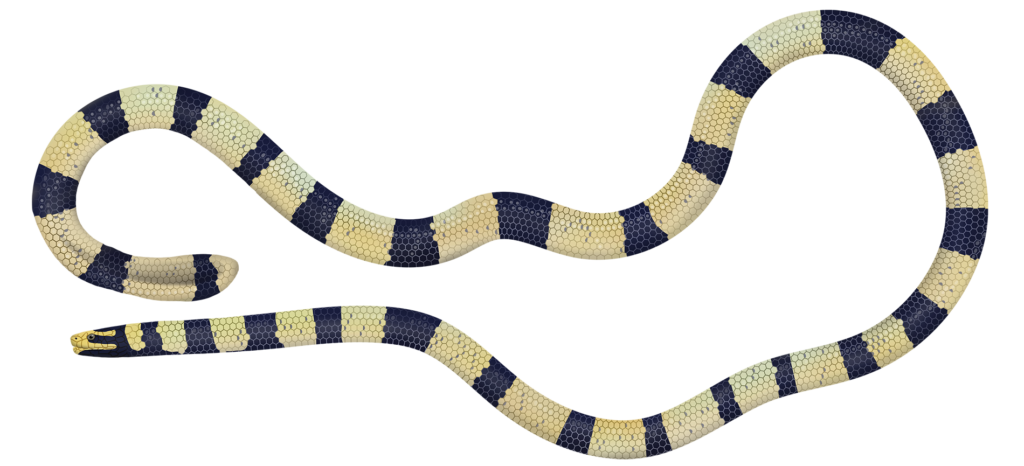 Yellow-lipped Sea Krait - Laticauda colubrina | Marinewise