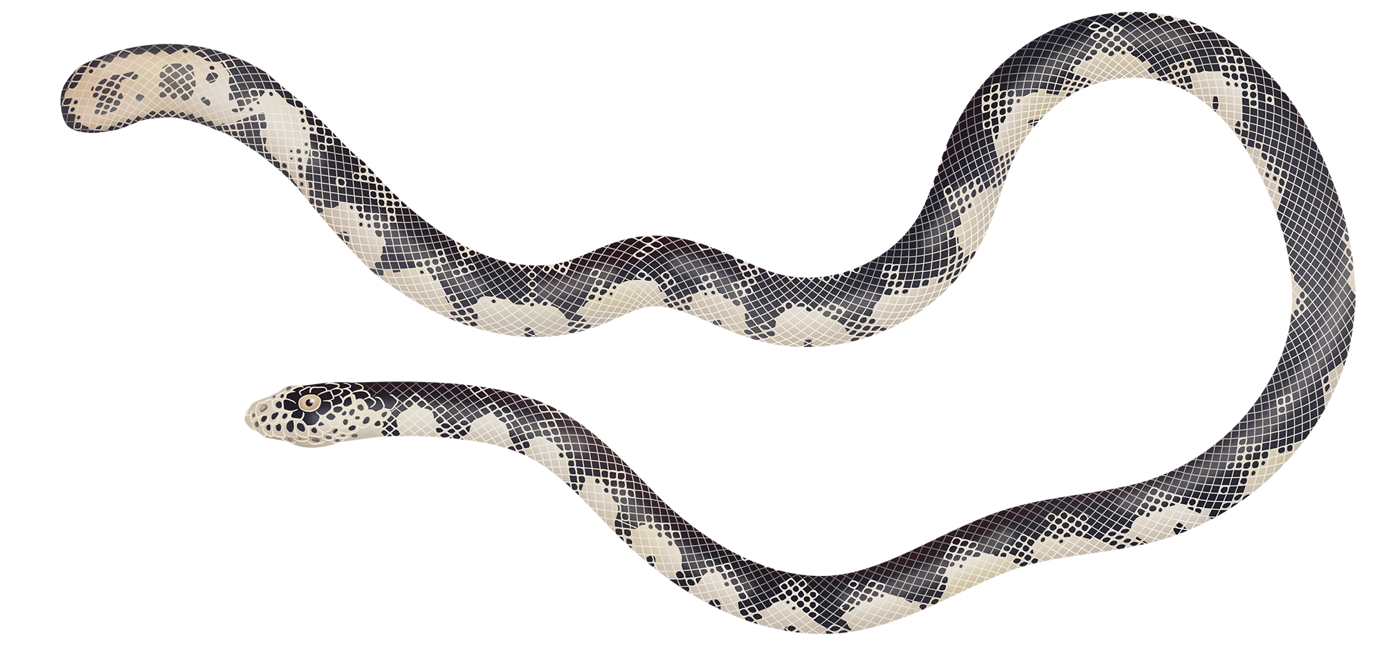 Dubois’ Sea Snake - Aipysurus duboisii | Marinewise