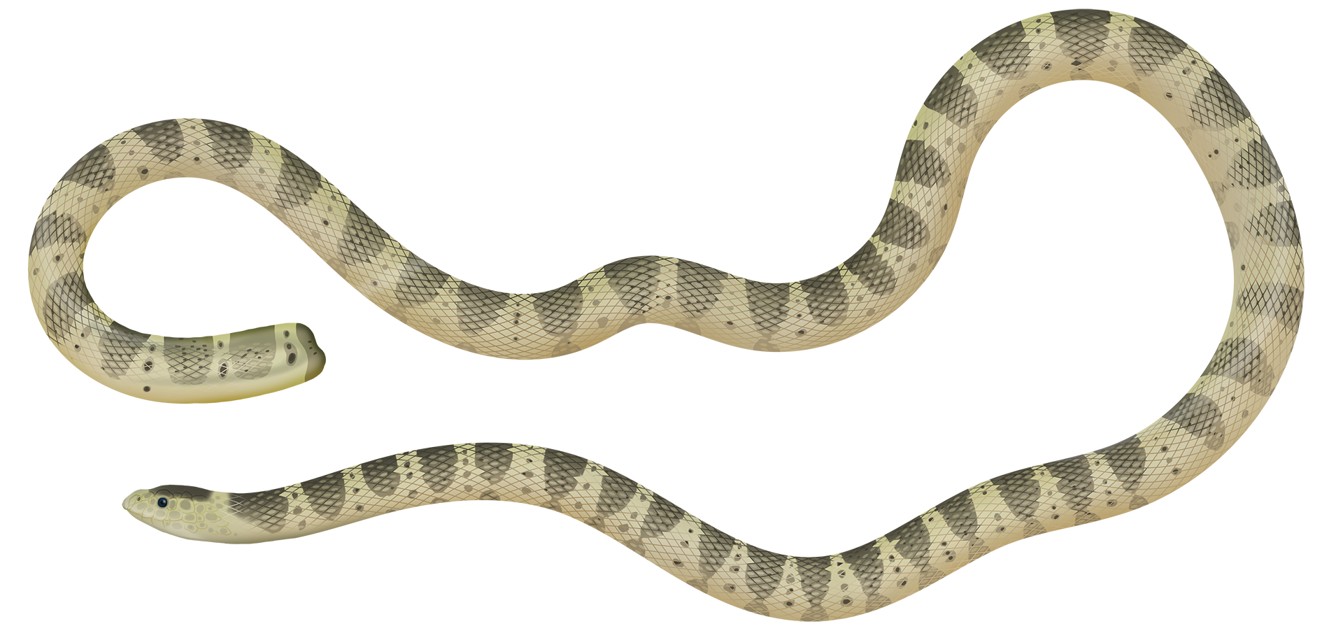 Elegant Sea Snake - Hydrophis elegans | Marinewise